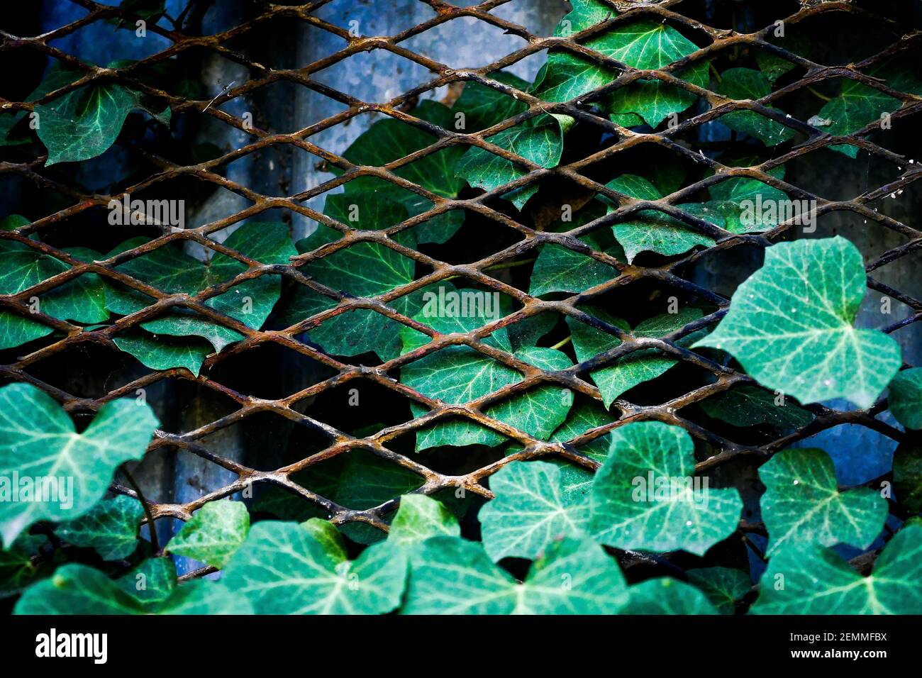 Metal grid with ivy leaves, France Stock Photo - Alamy