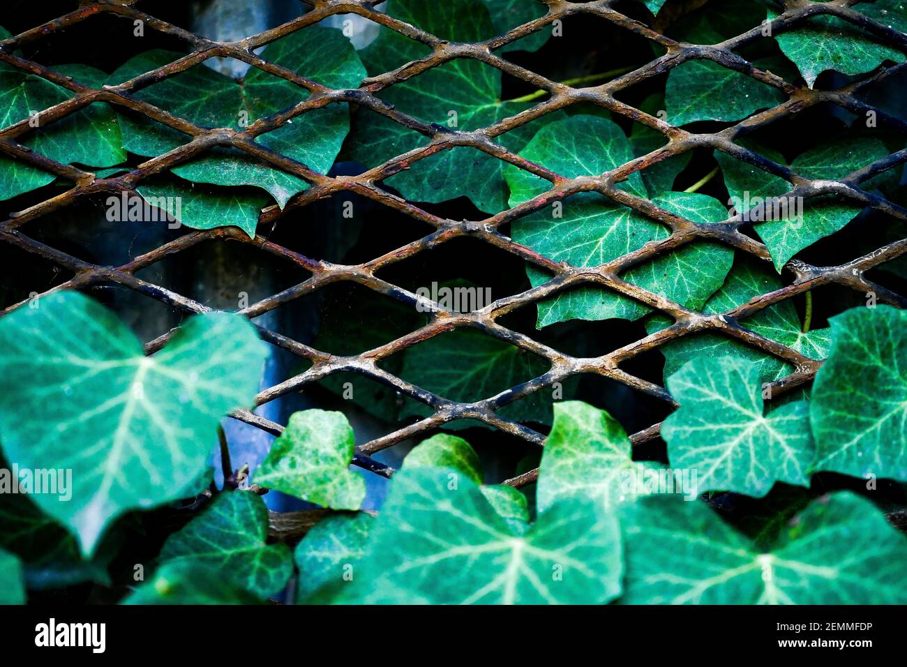 Metal grid with ivy leaves, France Stock Photo - Alamy