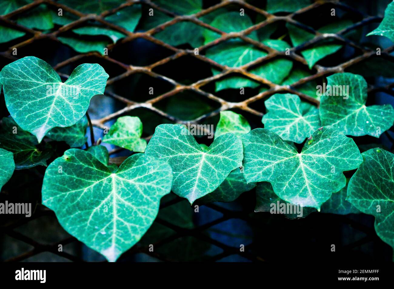 Metal grid with ivy leaves, France Stock Photo - Alamy
