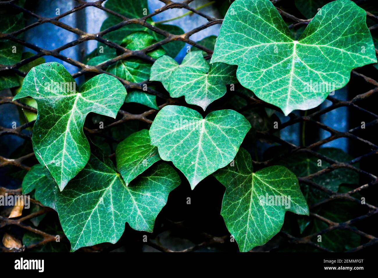Metal grid with ivy leaves, France Stock Photo - Alamy
