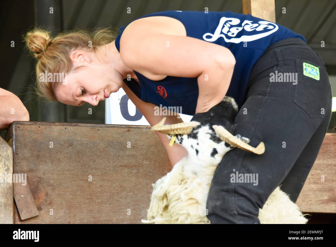 Woman Sheep Shearing High Resolution Stock Photography and Images - Alamy