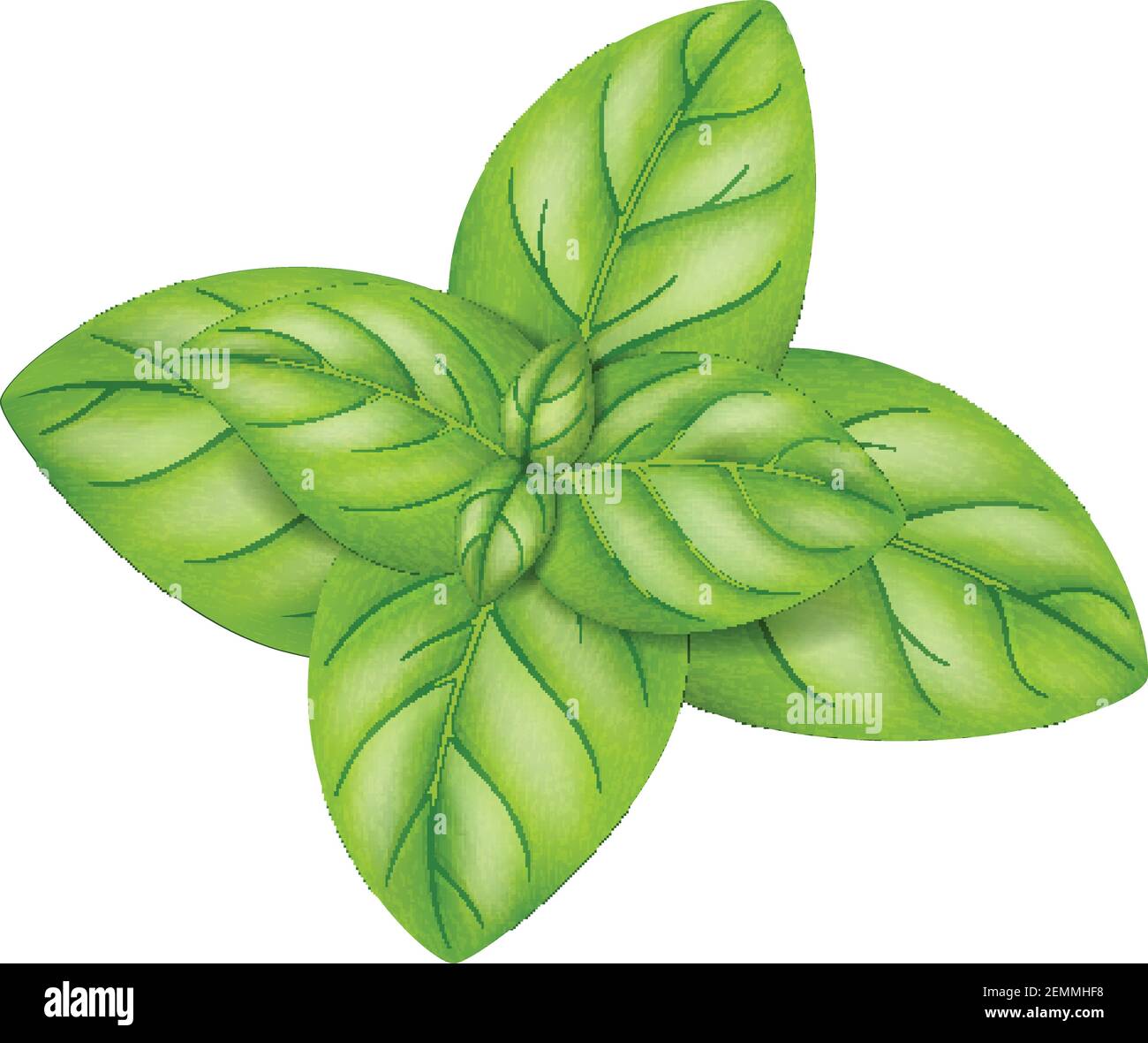 Oregano leaves isolated on white background. Vector illustration Stock ...