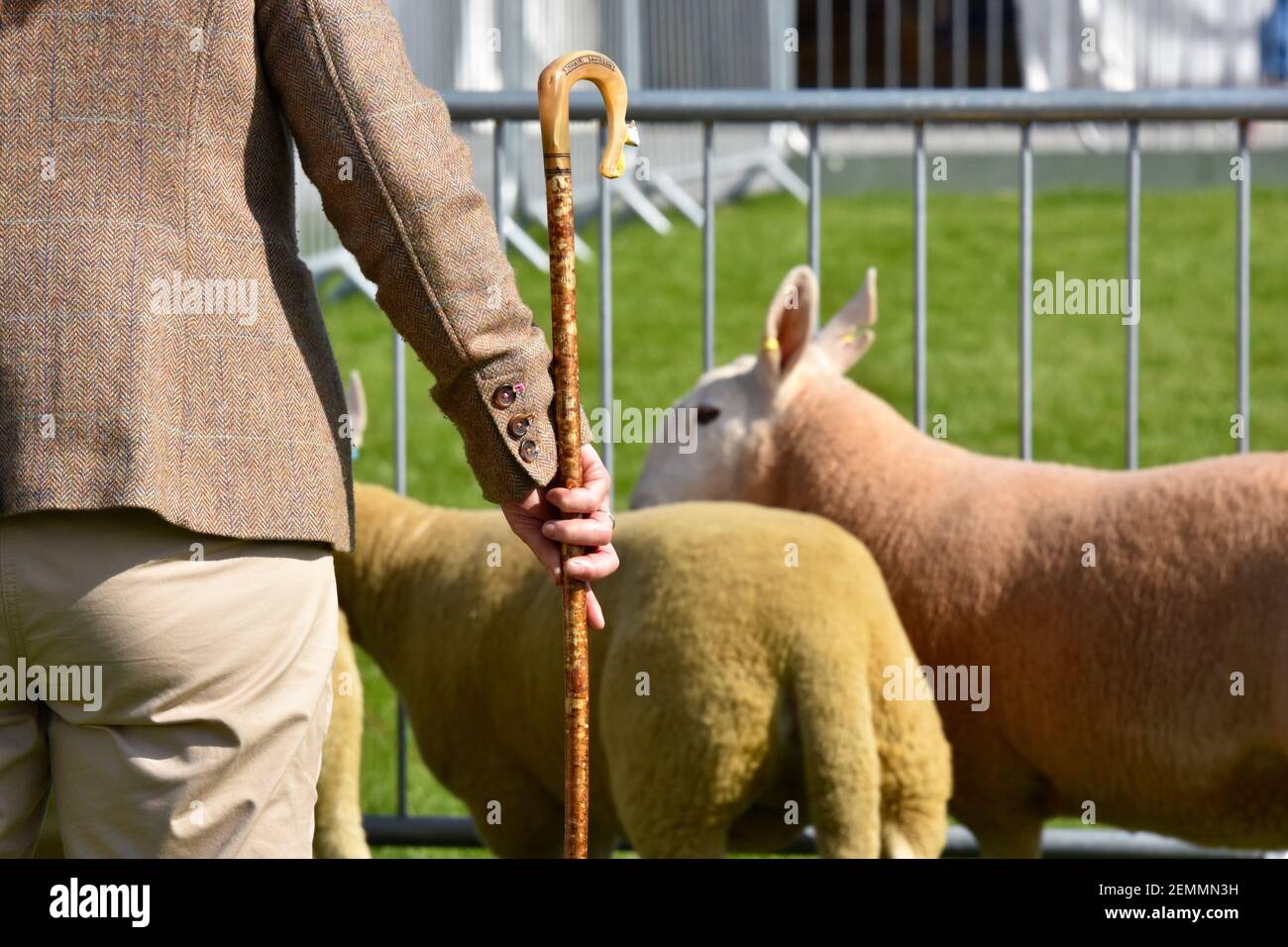 Scottish Female farmer, Mhairi Davidson judging Cheviot sheep at ...