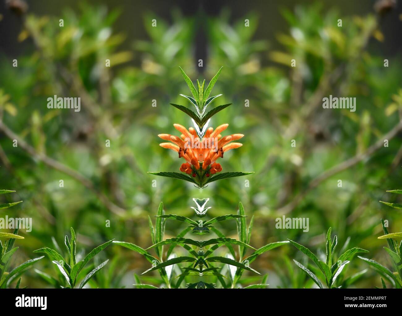 Leonotis leonorus (Lion's tail) plant, an evergreen erect shrub with ...