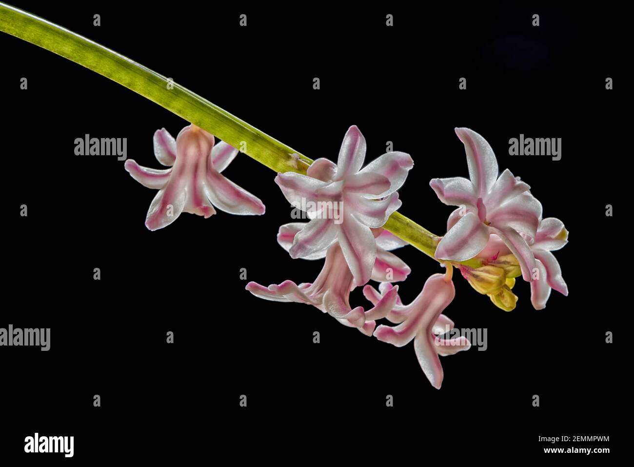 Posters of hyacinth flowers hi-res stock photography and images - Alamy