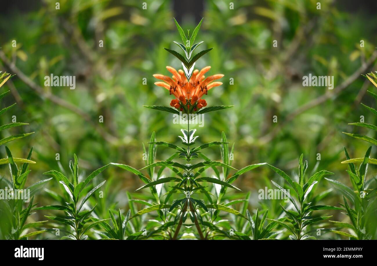 Leonotis leonorus (Lion's tail) plant, an evergreen erect shrub with ...