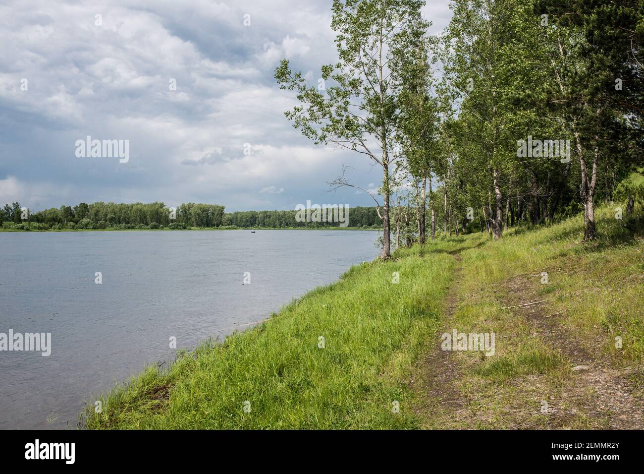 Russian birch trees hi-res stock photography and images - Alamy
