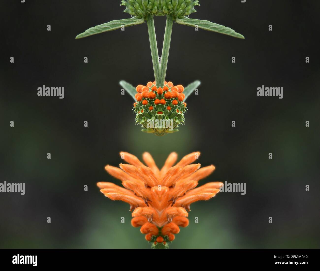 Leonotis leonorus (Lion's tail) plant, an evergreen erect shrub with ...