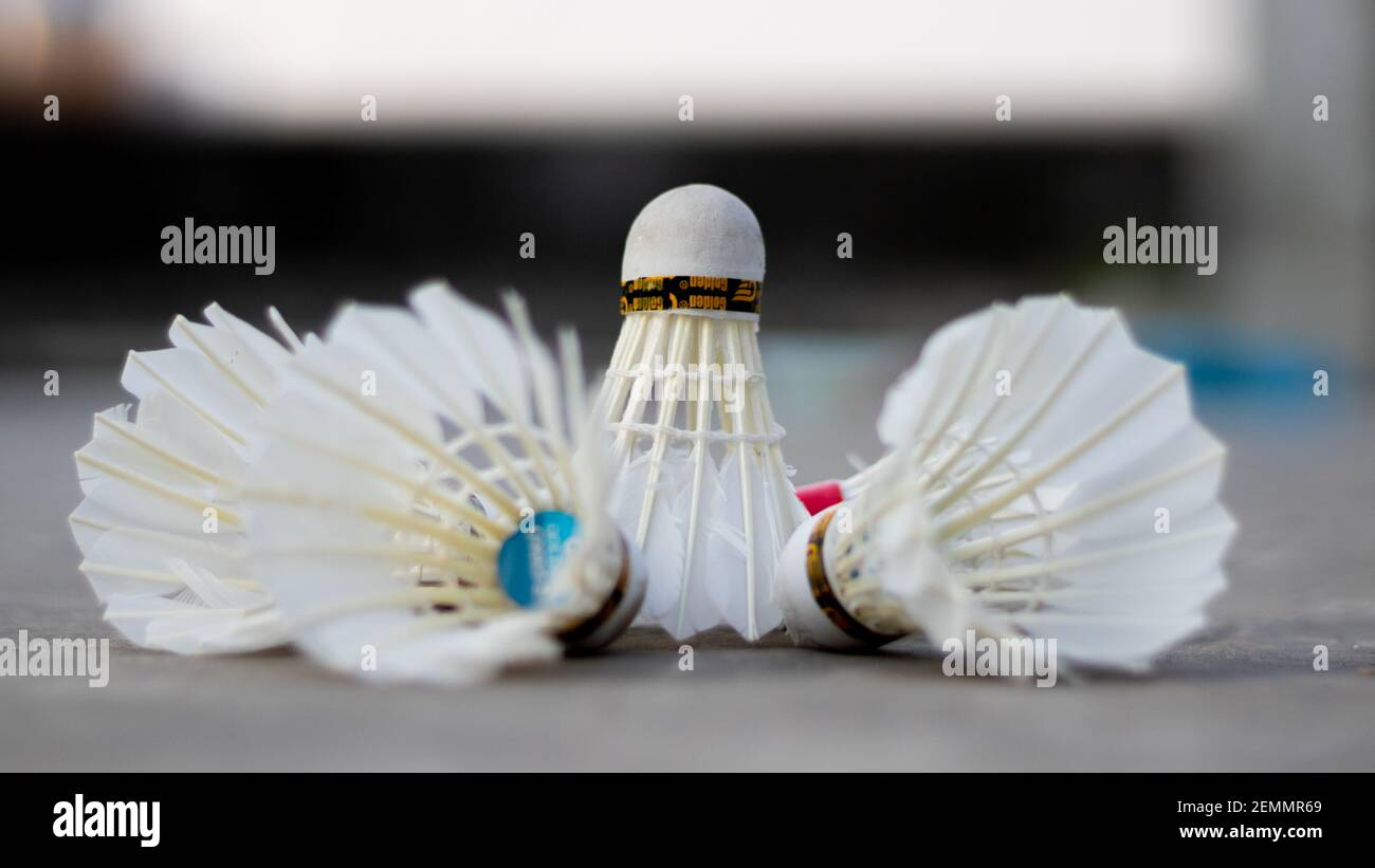Multiple badminton feathers candid photo Stock Photo - Alamy