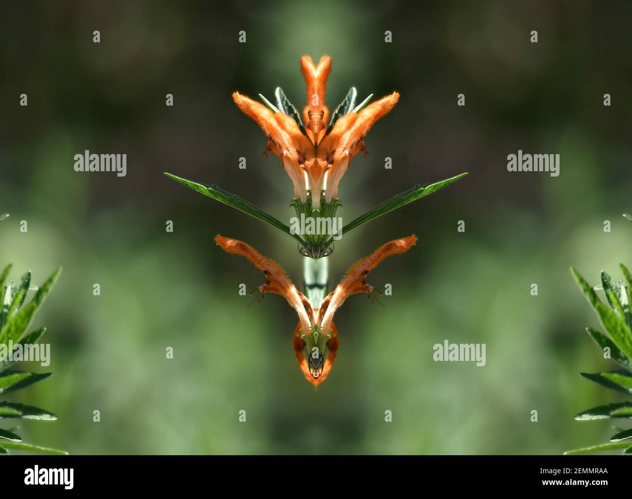 Leonotis leonorus (Lion's tail) plant, an evergreen erect shrub with ...