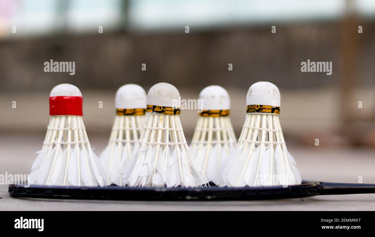 Multiple Badminton shuttlecocks on top of a badminton racket Stock ...