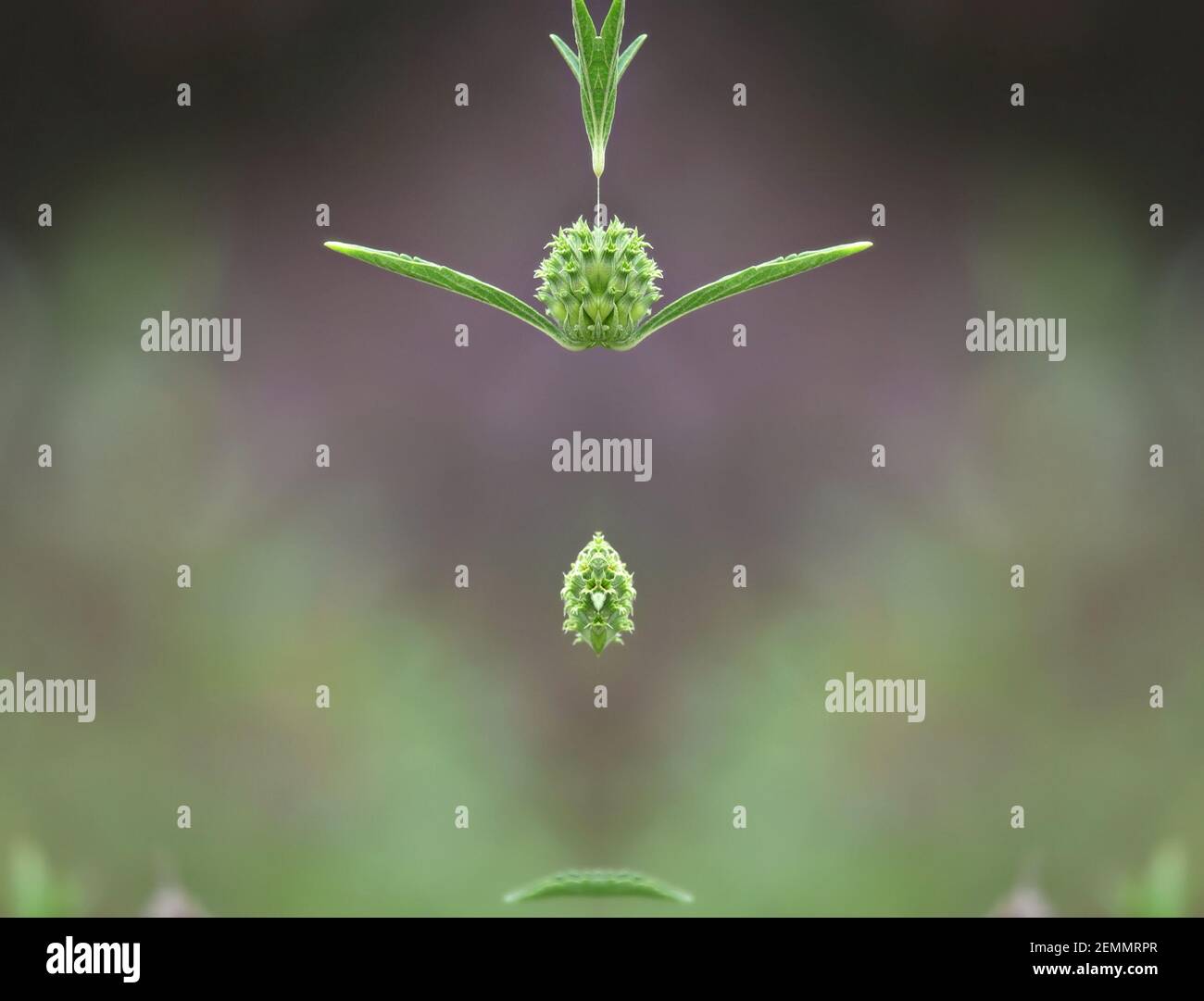 Leonotis leonorus (Lion's tail) plant, an evergreen erect shrub with ...