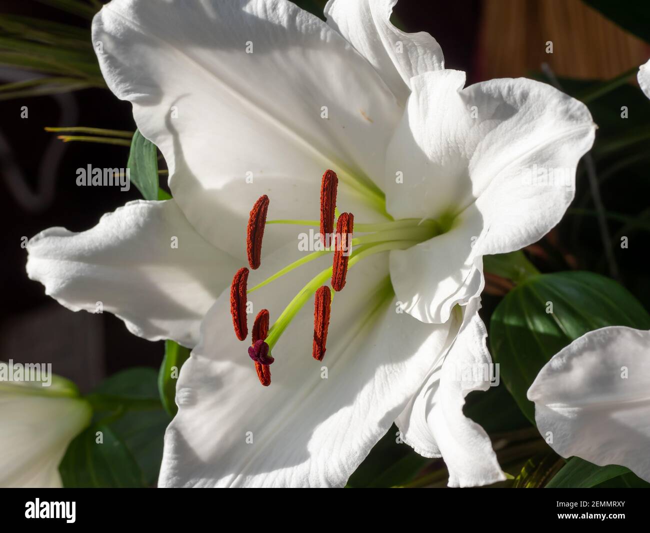 Lily bush hi-res stock photography and images - Alamy