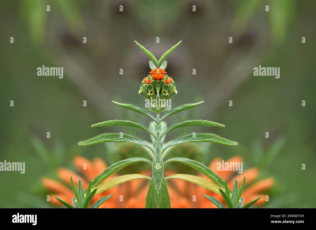 Leonotis leonorus (Lion's tail) plant, an evergreen erect shrub with ...