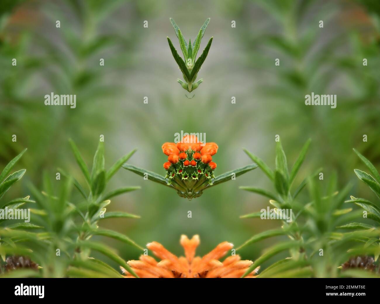 Leonotis leonorus (Lion's tail) plant, an evergreen erect shrub with ...