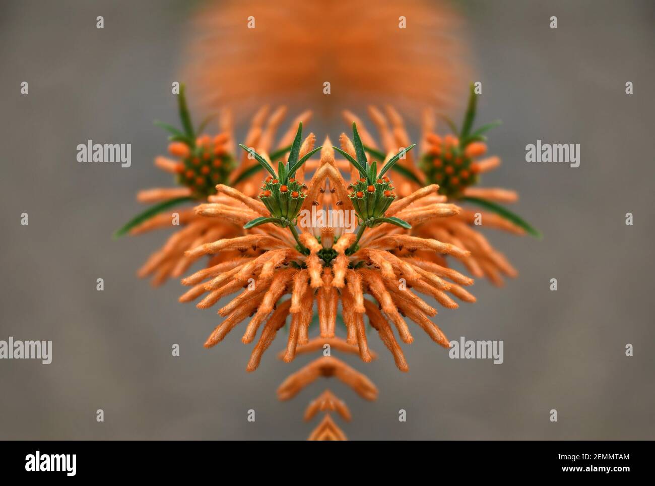 Leonotis leonorus (Lion's tail) plant, an evergreen erect shrub with ...