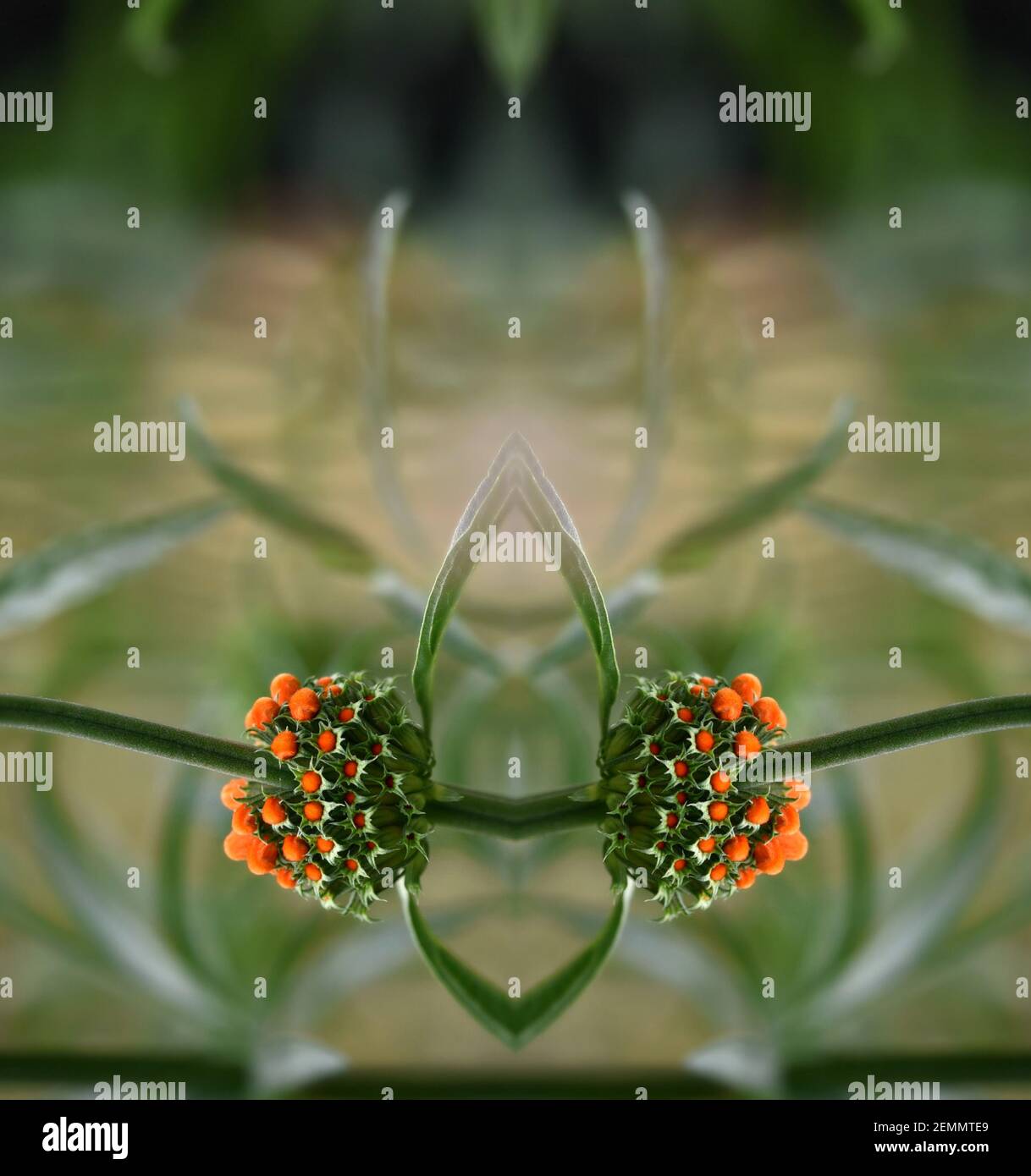 Leonotis leonorus (Lion's tail) plant, an evergreen erect shrub with ...