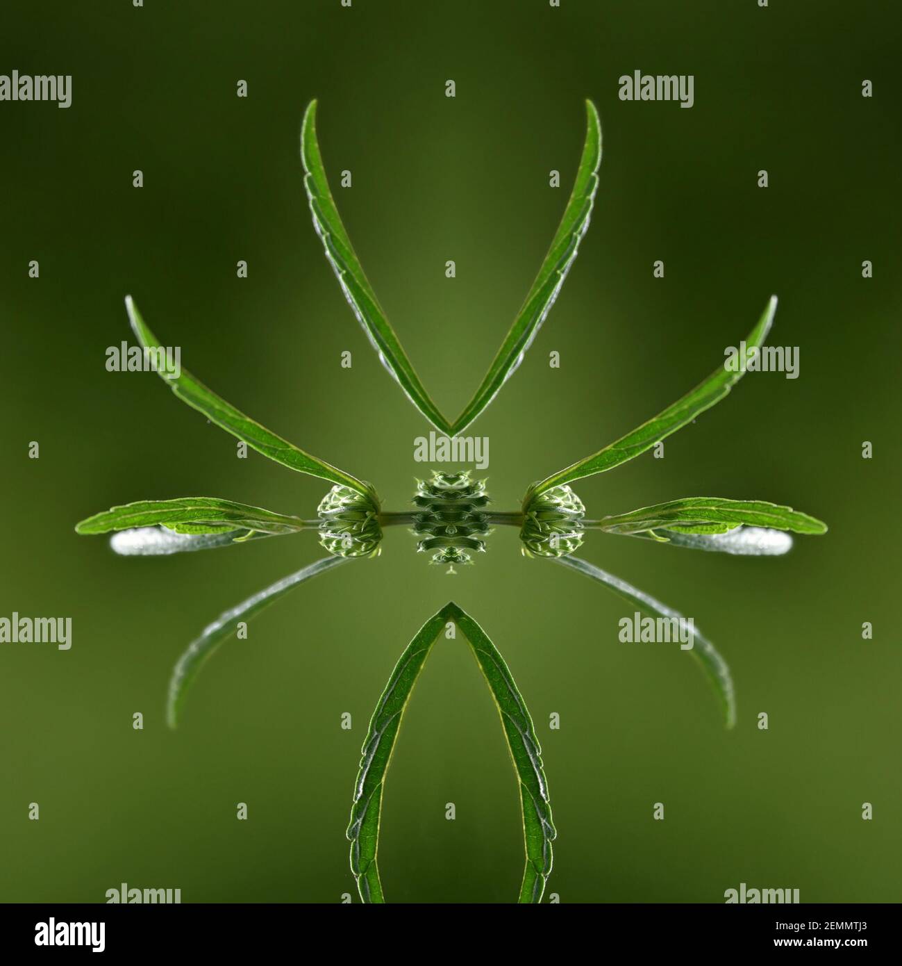 Leonotis leonorus (Lion's tail) plant, an evergreen erect shrub with ...