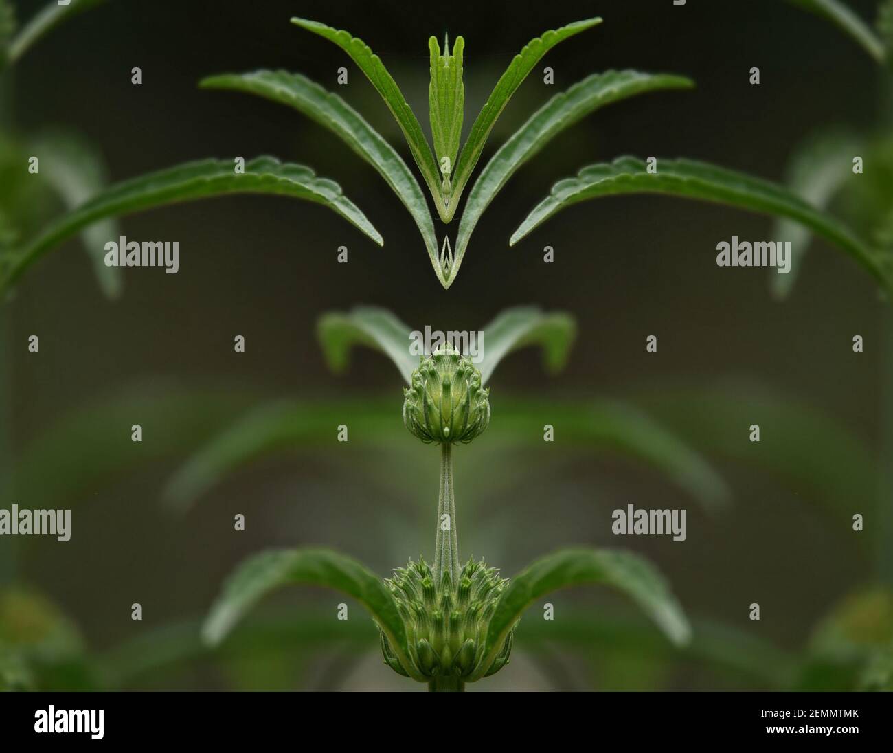 Leonotis leonorus (Lion's tail) plant, an evergreen erect shrub with ...