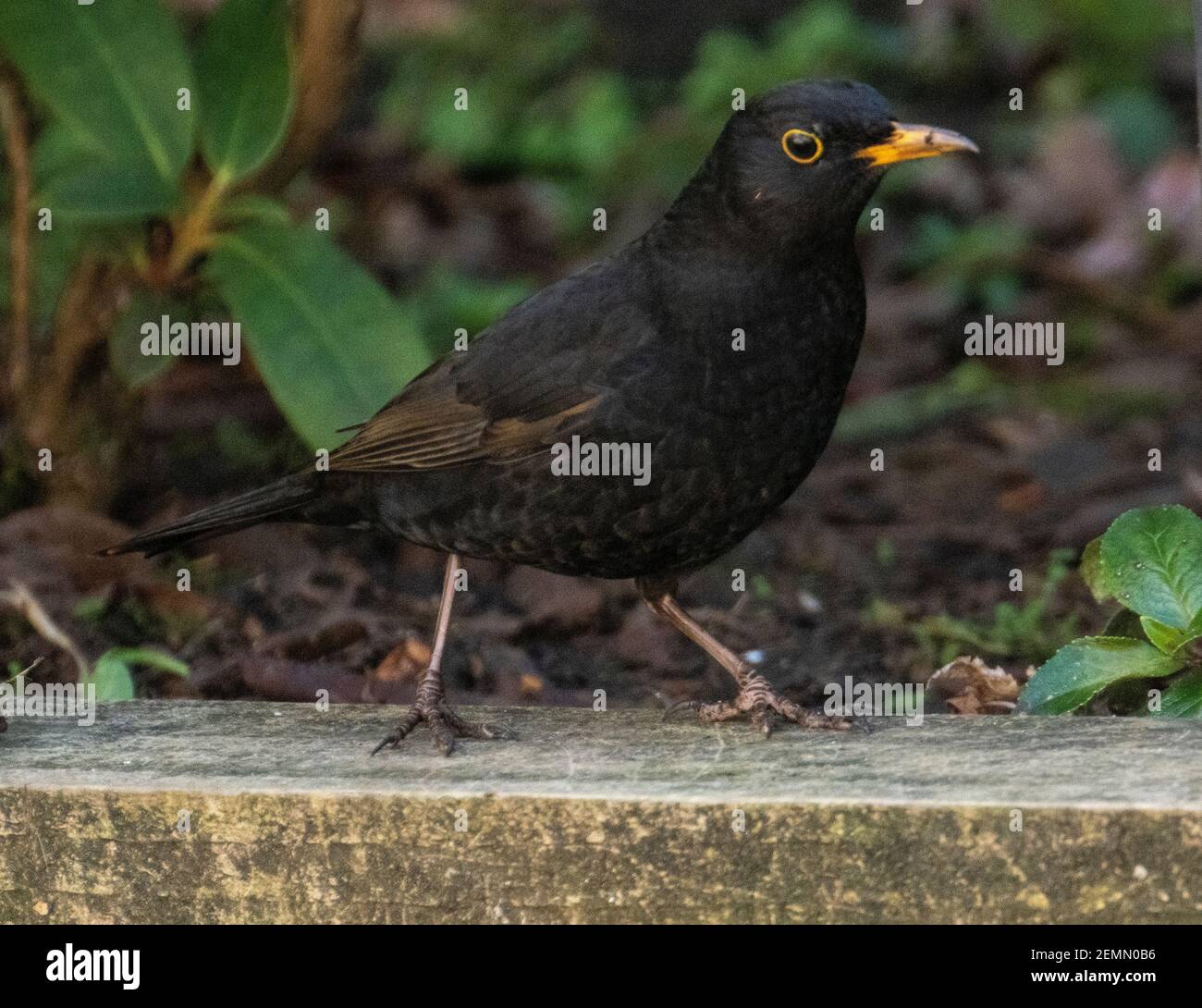 Common garden bird hi-res stock photography and images - Alamy