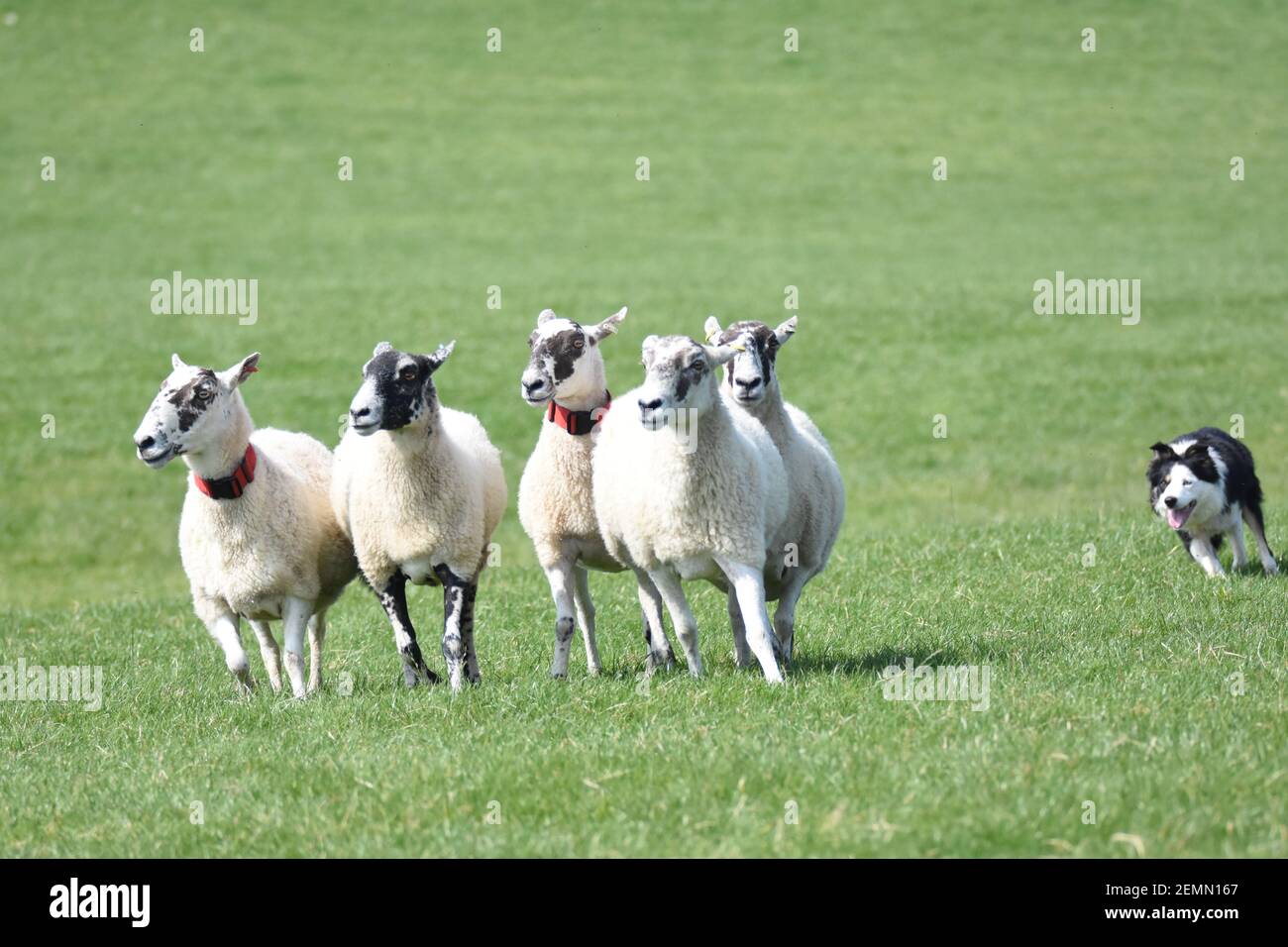 Sheep Dog Trials Stock Photo - Alamy