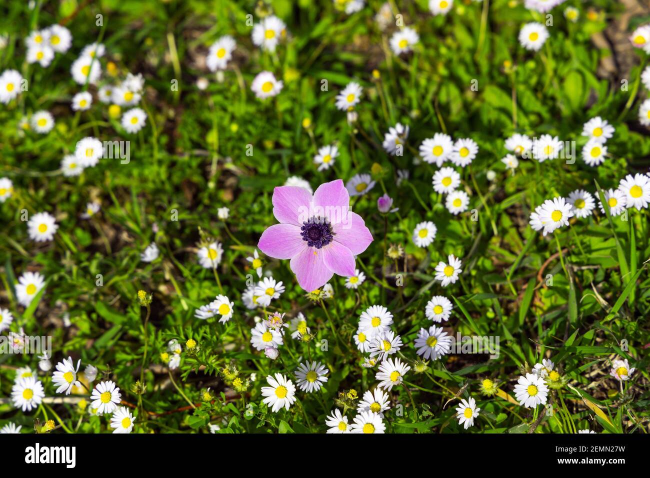 Violet marigold flower hi-res stock photography and images - Alamy
