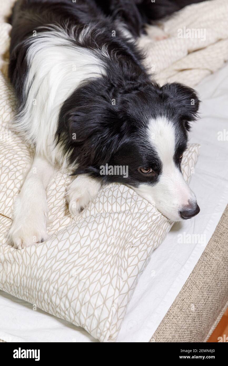Border collie sleeping in bed hi-res stock photography and images - Alamy