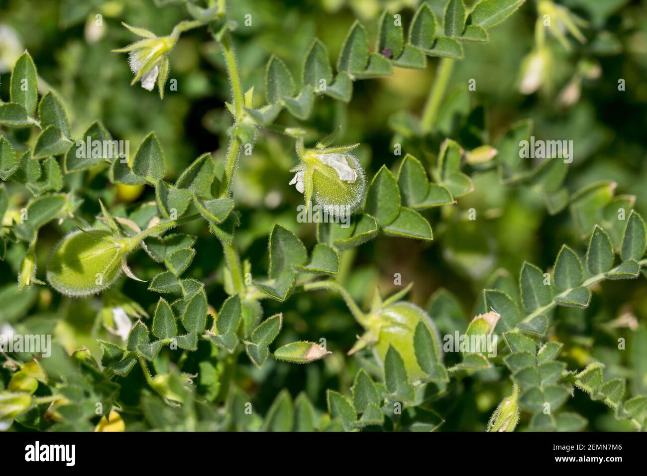 Green pod chickpea are growing on the field. High quality photo Stock ...