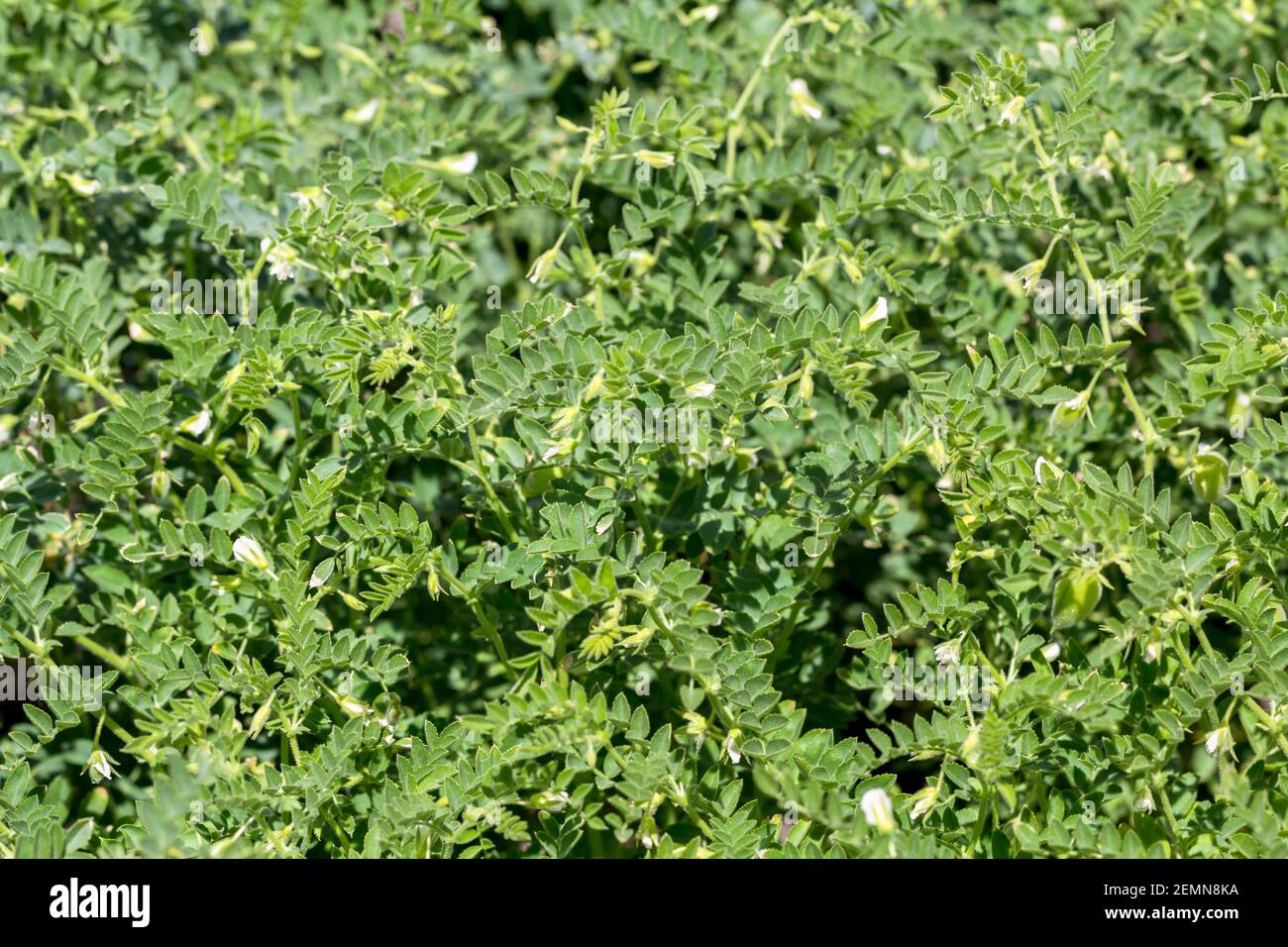 Green pod chickpea are growing on the field. High quality photo Stock ...