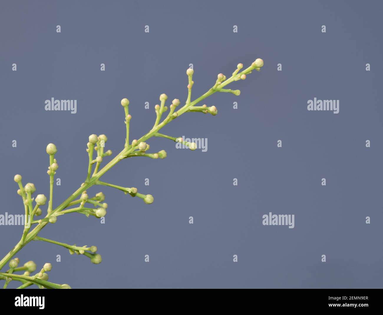 Wild cucumber hi-res stock photography and images - Alamy