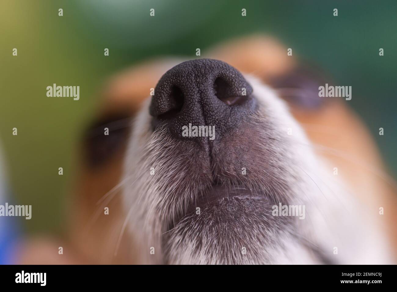 Small white dog peeing tree Stock Photo - Alamy