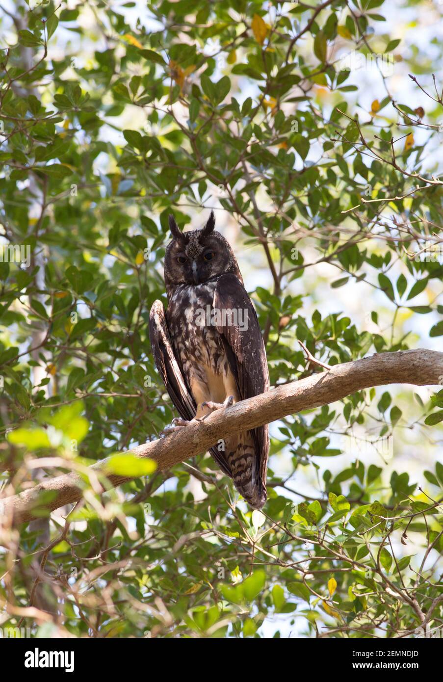 Stygian Owl, Asio stygius, single adult perched in tree, Cuba Stock ...