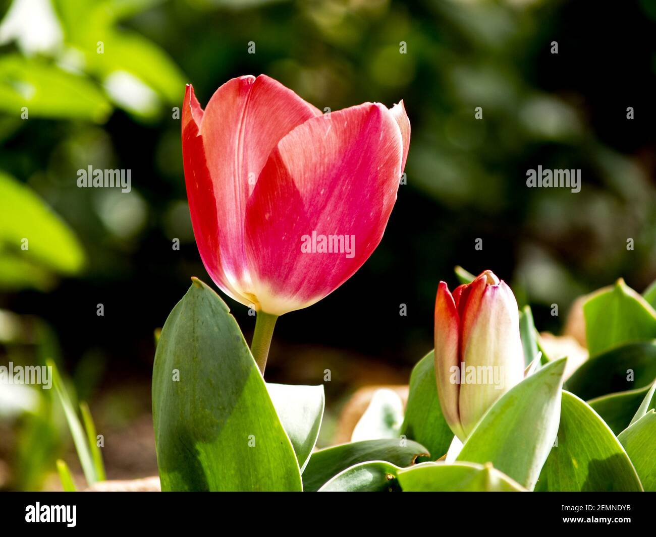 first tulip of season spring time Stock Photo - Alamy