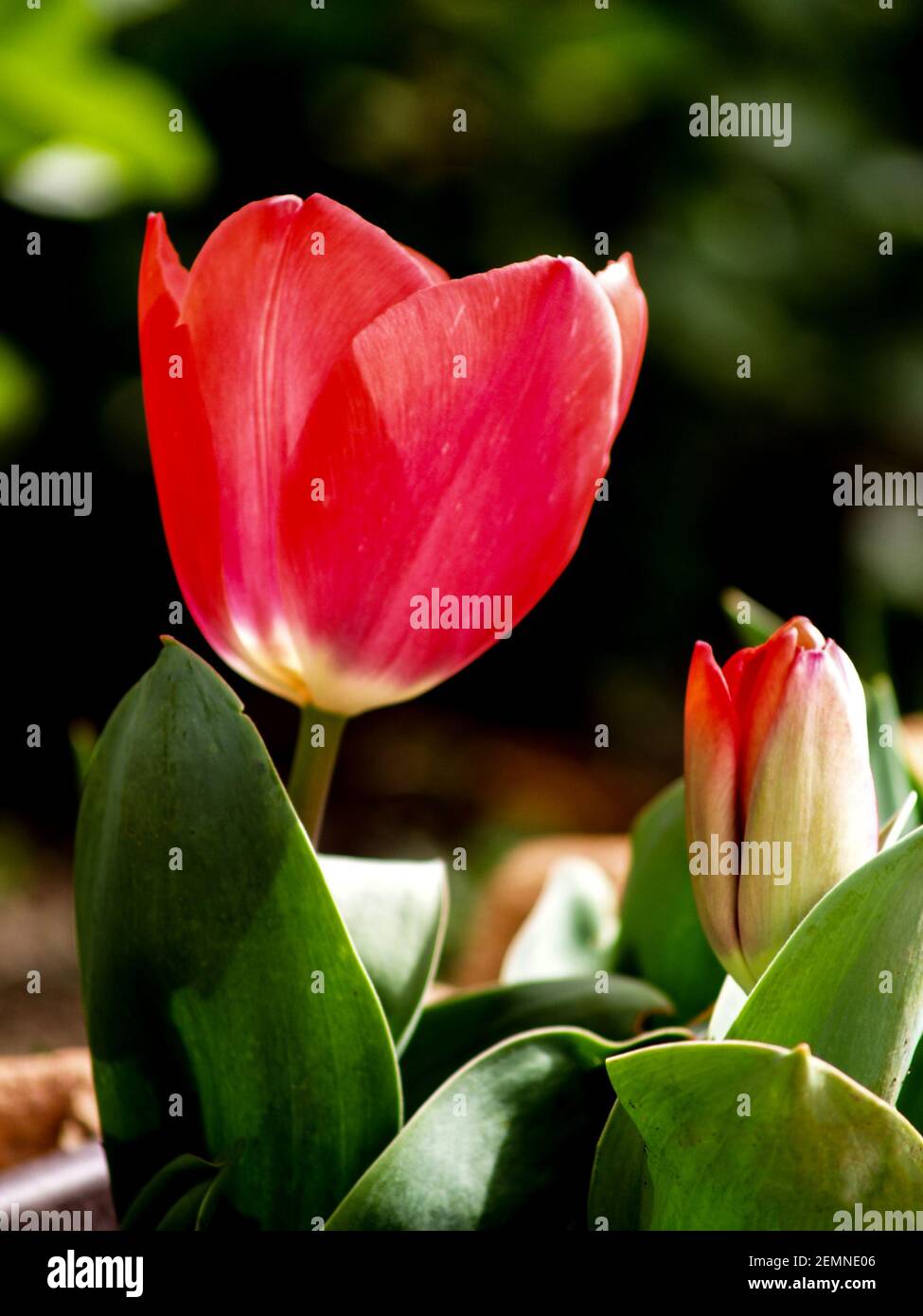 first tulip of season spring time Stock Photo - Alamy