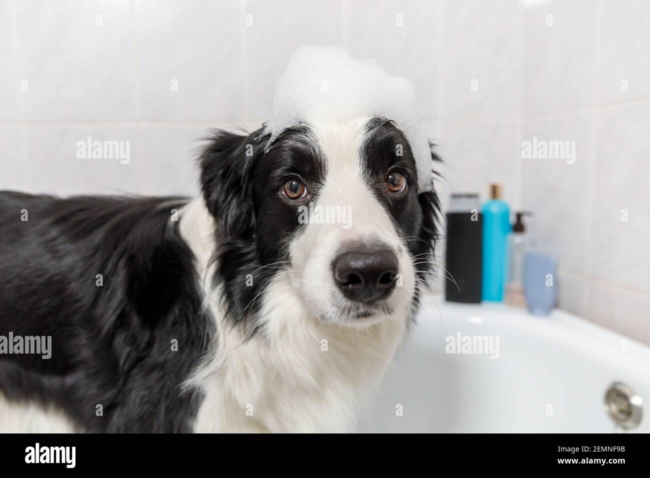 Funny indoor portrait of puppy dog border collie sitting in bath gets ...