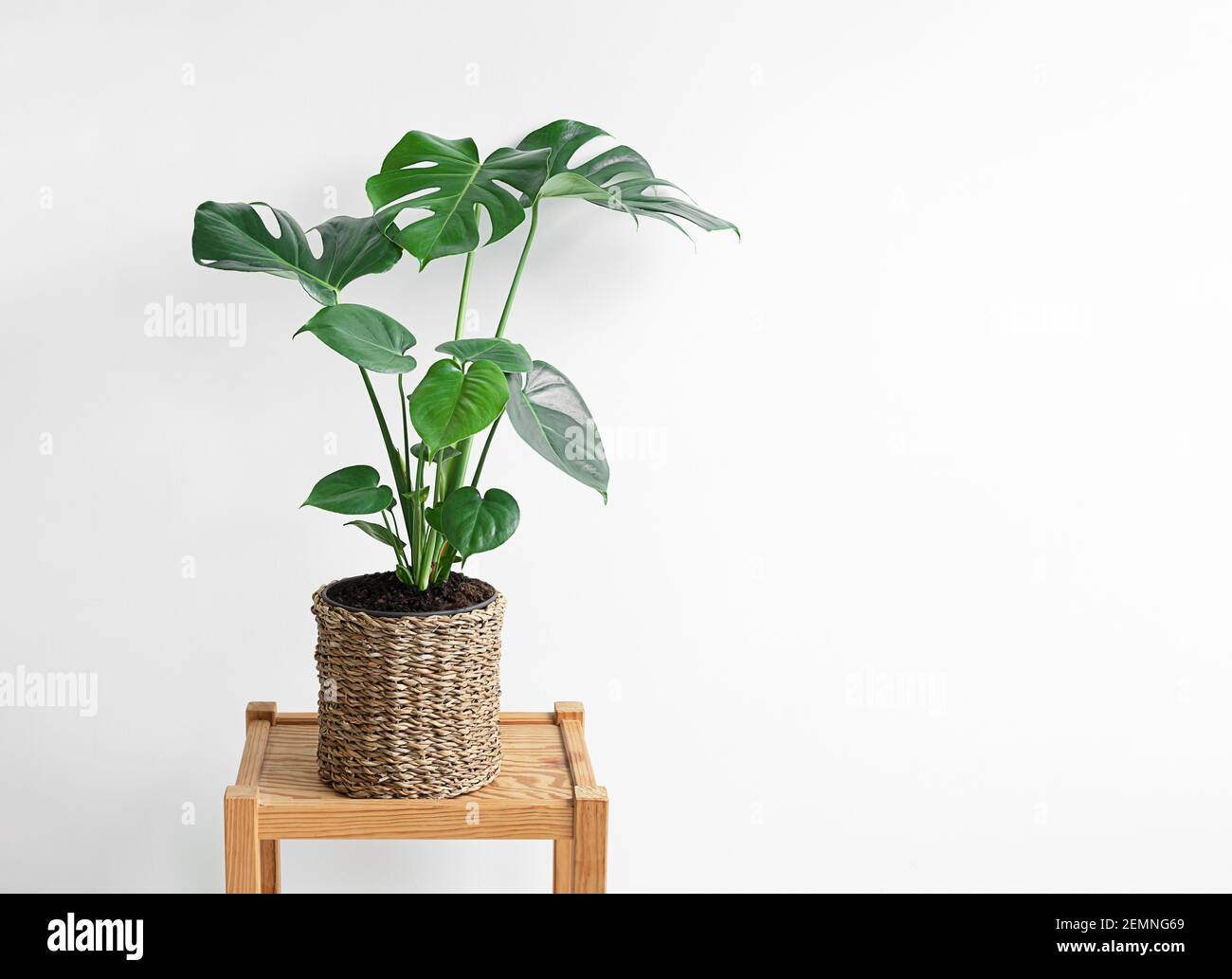 Monstera deliciosa table hi-res stock photography and images - Alamy