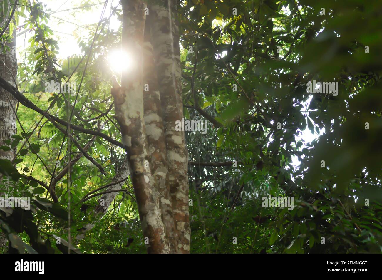 light or sunshine and tree, tree background Stock Photo - Alamy