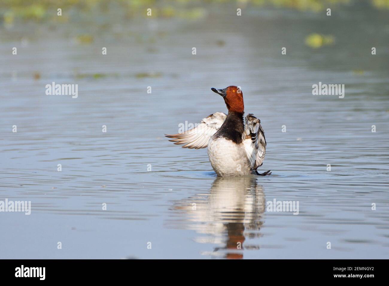 Common Pochard Duck Is Swimming In The Wetland Stock Photo - Alamy