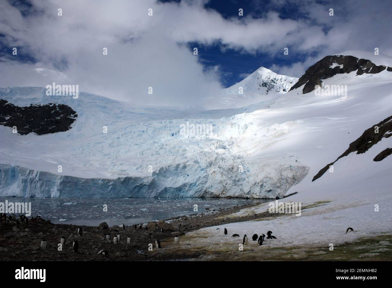 Gentoo penguin breeding colony in Antarctica Stock Photo - Alamy