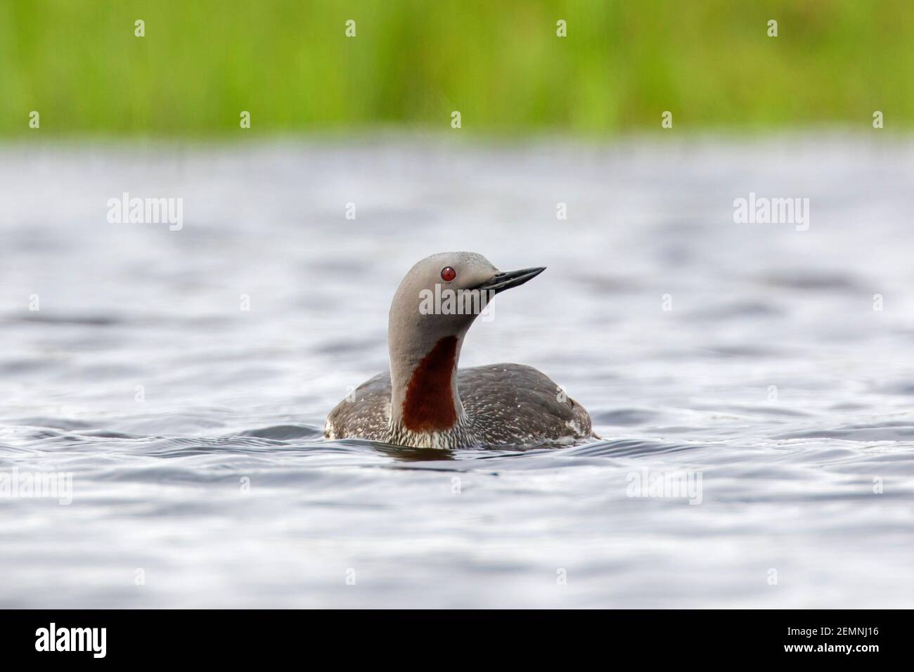 Red-throated loon / red-throated diver (Gavia stellata) in breeding ...