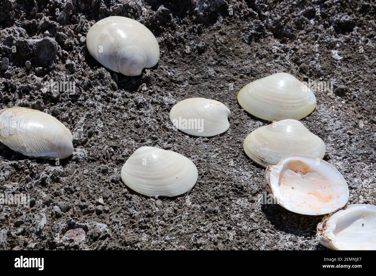 Flap shell hi-res stock photography and images - Alamy