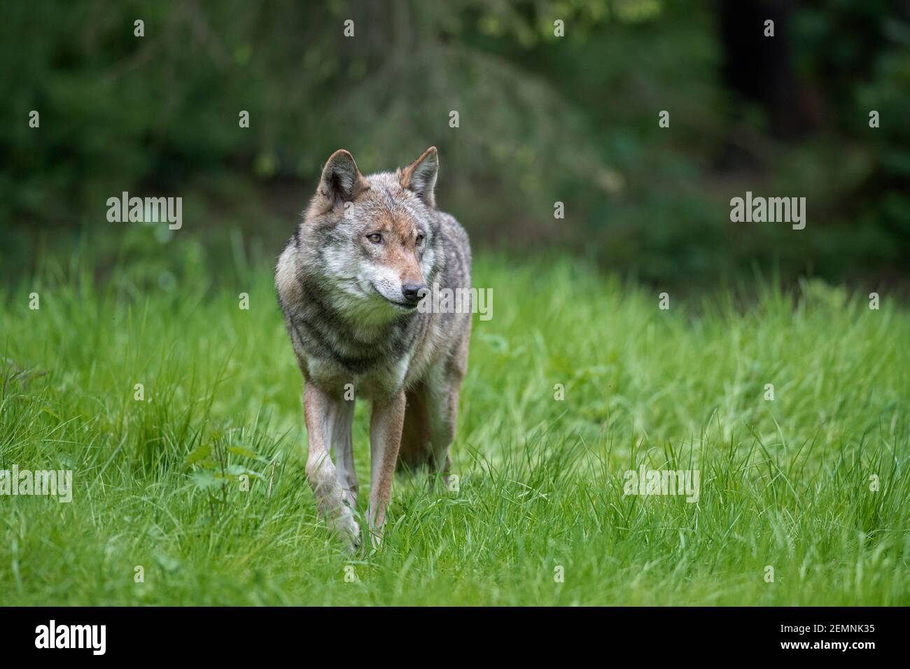 Solitary Eurasian wolf / European gray wolf / grey wolf (Canis lupus ...