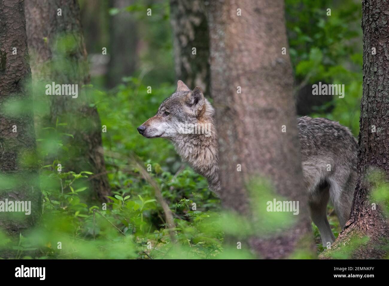 Solitary Eurasian wolf / European gray wolf / grey wolf (Canis lupus ...