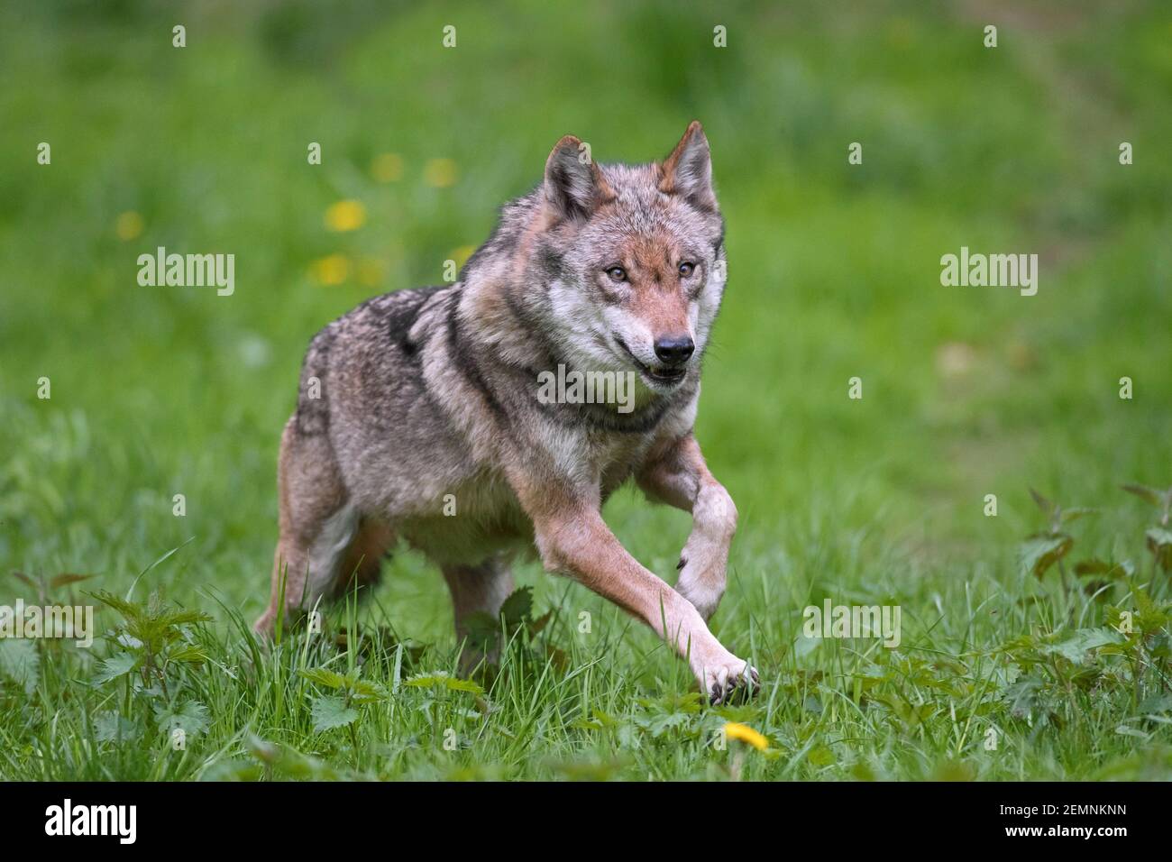 Gray Wolf Running Side View