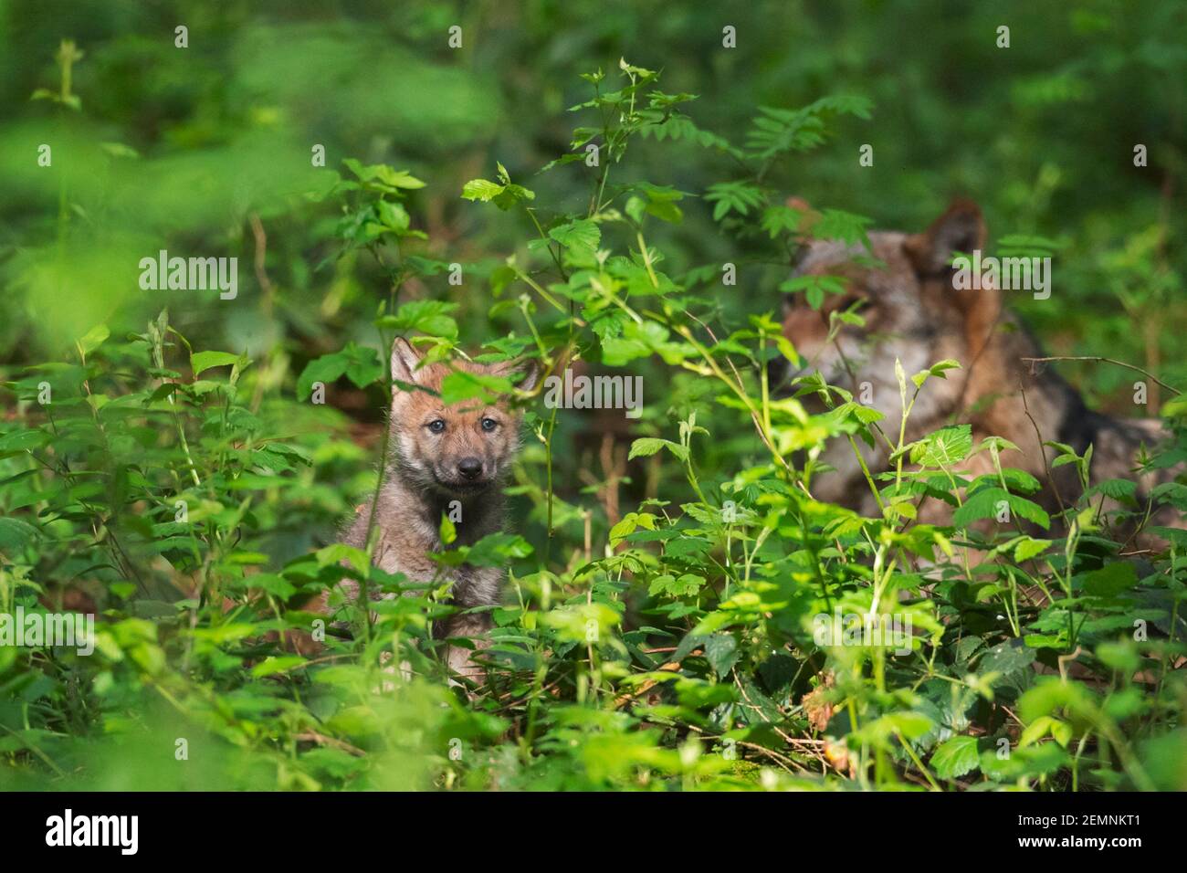 Gray wolf pup hi-res stock photography and images - Alamy