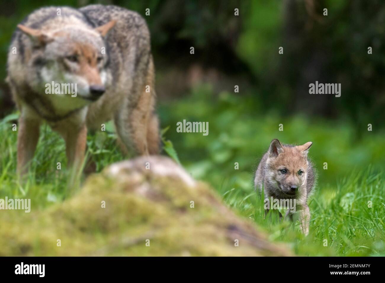 Eurasian wolf / European gray wolf / grey wolf (Canis lupus) pup with ...