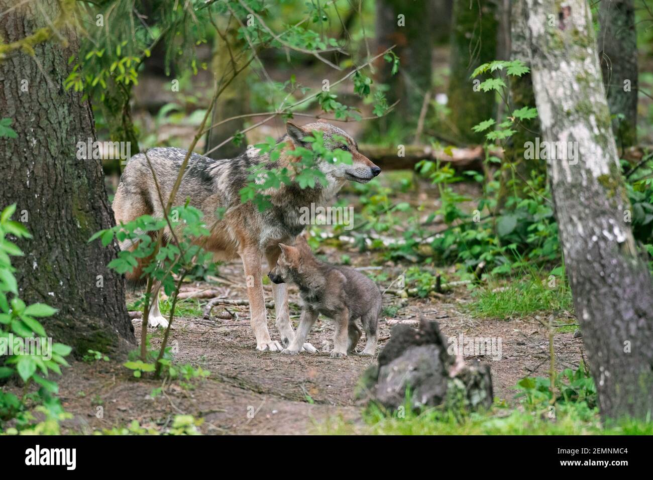 Eurasian wolf / European gray wolf / grey wolf (Canis lupus) pup with ...