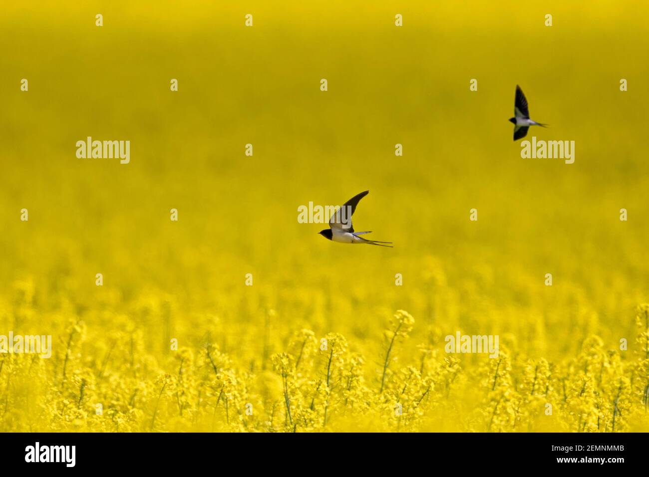 Two barn swallows (Hirundo rustica) flying and chasing insects over ...