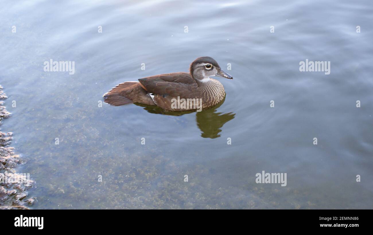 Floating duck hi-res stock photography and images - Alamy