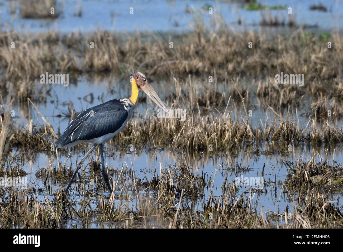 Lesser Adjutant Stork Bird Is Walking On The Wetland Stock Photo - Alamy